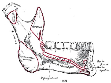 138 Total Glossectomy For Tongue Cancer Medicine Libretexts
