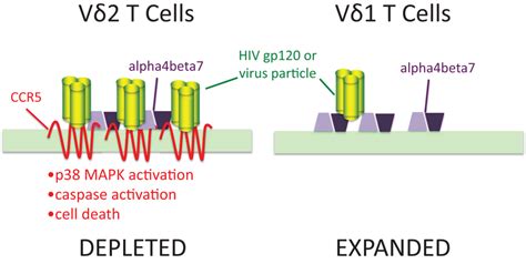 Some of the known functions for human Vδ T cells that are related to Download Scientific
