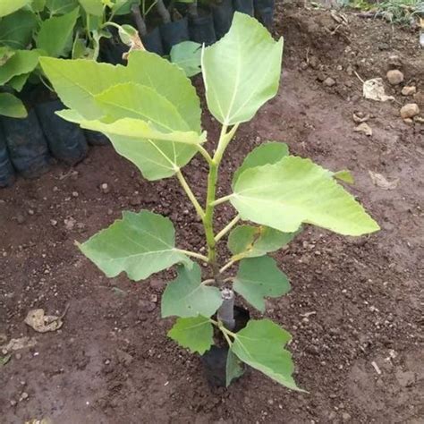 Conardia Well Watered Anjeer Fruit Plant For Garden At ₹ 150 Piece In