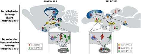 Schematic Model Of Actions Of Kisspeptin And Gnih In The Regulation