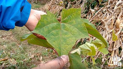 八角枫，你们见过吗？叶子超级的漂亮，了解一下它的这些好处吧！科星球百度百科