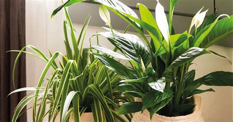 🏅 Las 17 Mejores Plantas De Interior Con Poca Luz Para El Hogar O La Oficina Variegataes