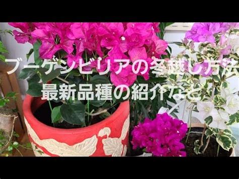 ブーゲンビリアの冬越し方法や最新品種を紹介お家でガーデニング YouTube
