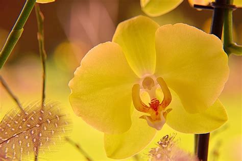 兰花 开花 关闭 Pixabay上的免费照片 Pixabay