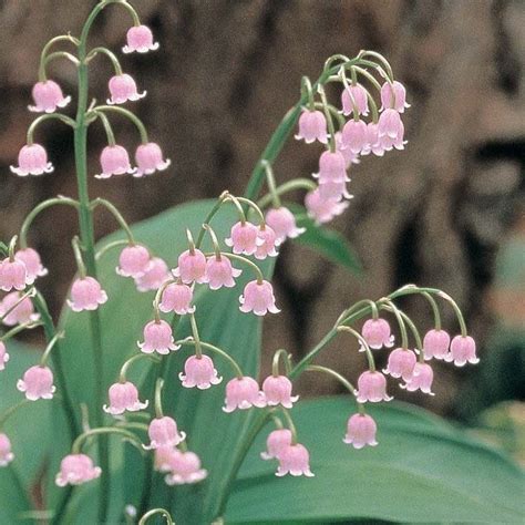 Pink Lily Of The Valley Flower