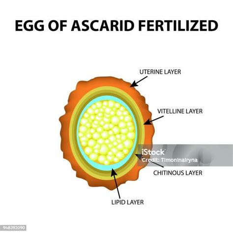 거 위 계란 수정 된 Ascaris 계란의 구조입니다 인포 그래픽입니다 격리 된 배경 벡터 일러스트입니다 건강관리와 의술에 대한