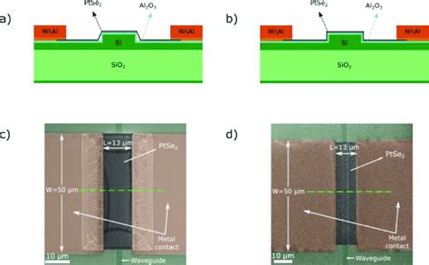 Schematic Cross Sections And False Color Sem Micrographs Of Transferred Download Scientific