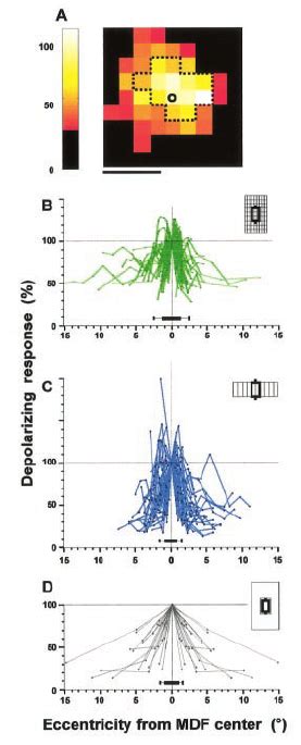 Spatial Profile Of The Depolarizing Field The Visually Evoked Strength