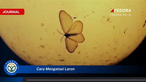 Ketahui Cara Mengatasi Laron Dengan Cepat Dan Efektif