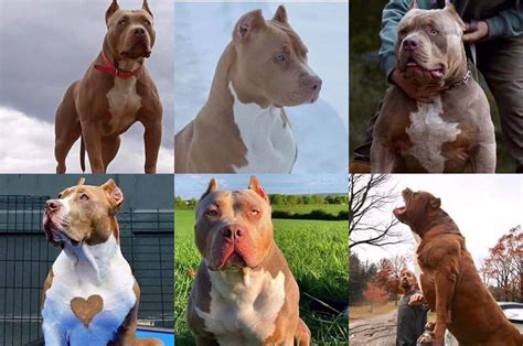 I Love พิทบูล แบนด็อก บัฟด็อก บัวโบว์