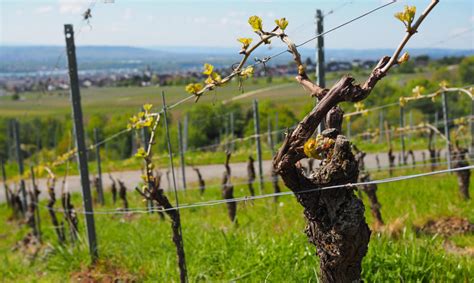 Lassak Becky Wasserman And Co