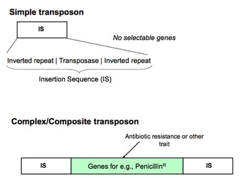 Mol Gen Lab Exam 1 Flashcards Quizlet
