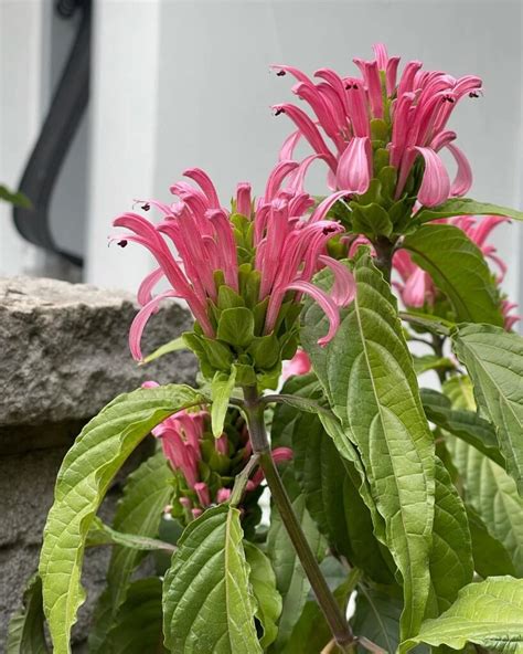 Justicia Carnea La Planta Tropical Con Coloridas Flores Tubulares