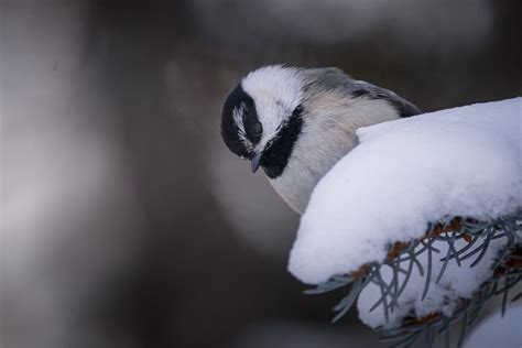 雑種 アメリカコガラ x マミジロコガラ eBird