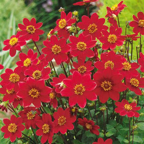 Георгина Топмикс красная (Dahlia Topmix Rood / Red) купить луковицы в ...