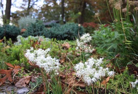 8 Late Fall Flowering Bulbs That Bloom Between October And December