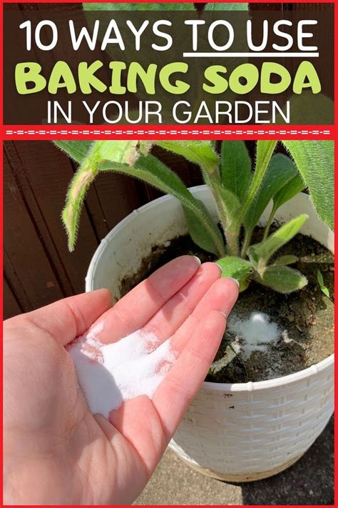Here Are The Most Significant Baking Soda Uses In The Garden Gardening