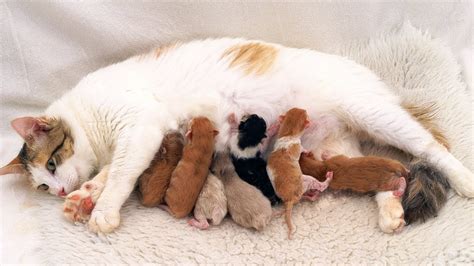 Russian Cat Gives Birth To Not Kittens At Rosario Arrington Blog