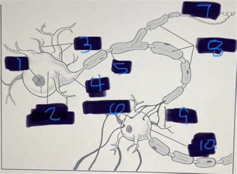 Axon Labeling Flashcards Quizlet