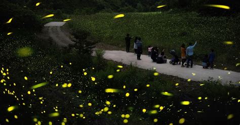무주군 반딧불이 실태조사…개체·서식지 보호자료 활용