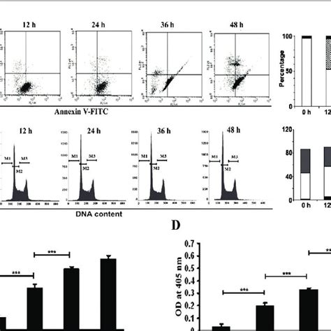 Effect Of Ur6 On Hepg2 Cells In Inducing Apoptosis Cell Cycle Arrest