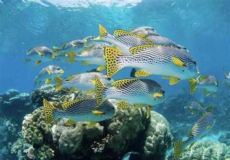 Frontiersi Virtual Reef Diver Frontiersi