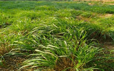 Cymbopogon Winterianus