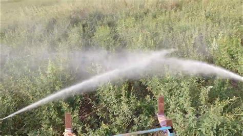 Arhar Torr Ki Dal Lentils Oil Spraying Youtube