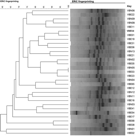 Dendrogram Generated From Enterobacterial Repetitive Intergenic
