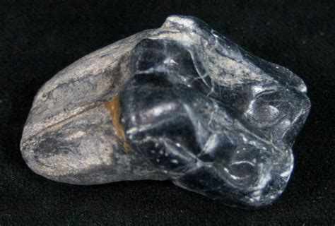 Rooted Fossil Tapir Tooth Florida 10001 For Sale