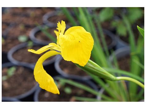 Iris Pseudacorus Compact Form