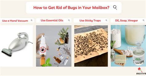 Bugs In Mailbox 10 Easy Ways To Keep Them Out Bugstips