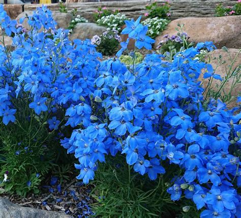 Pentinis Cheer Blue Sodorozelt