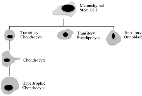 Figure 1 From The Effects Of Age Or Sex On Chondrogenesis Of Human Mscs