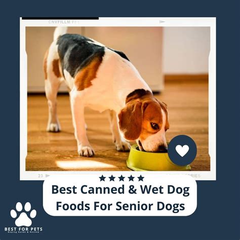 The 10 Best Canned And Wet Dog Foods For Senior Dogs Bestforpets