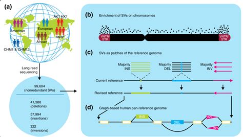 The Human Genome Structural Variant Sv Resource A The Detection Of Download Scientific