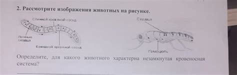 2. Рассмотрите изображения животных на рисунке. Сердца Спинной кров ...