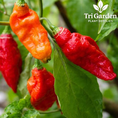Ghost Pepper Seeds Bhut Jolokia Extremely Hot Chili Etsy