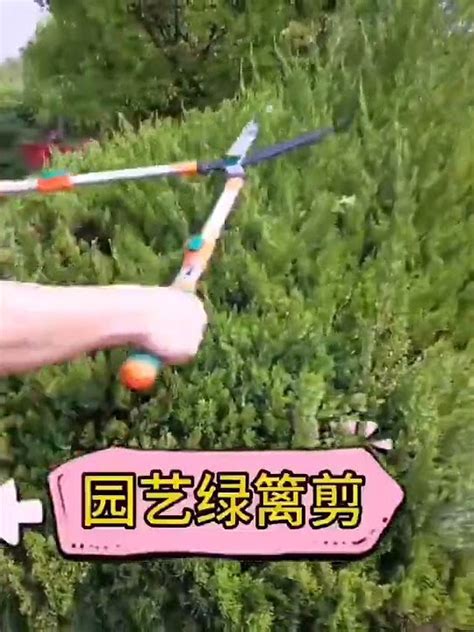 대형 가위 울타리 조경 가지치기 과일나무 꽃 잔디 정원관리 원예 Youtube