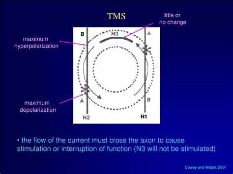 PPT Imaging The Brain Before During And After TMS PowerPoint Presentation ID 3033961
