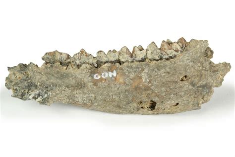 1 78 Fossil Early Ungulate Dremotherium Jaw France 218513 For