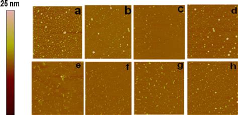 Afm Micrographs Of Agnps Synthesized Using Culture Supernatants Of