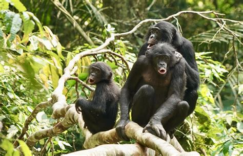 Bonobos Offer Hope That Humans Can Get Along Unlike Those Warring