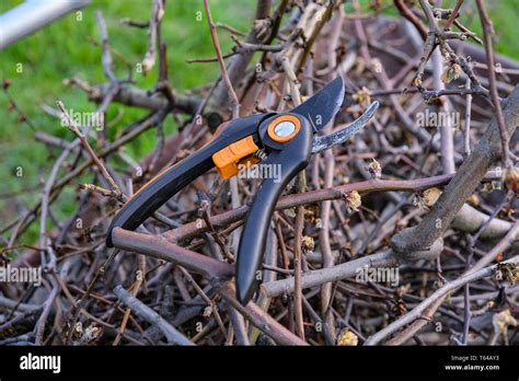 Pruning A Pear Tree Winter Hi Res Stock Photography And Images Alamy