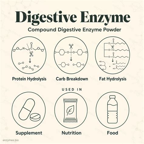 Digestive Enzyme Powder Bulk Food Grade Compound