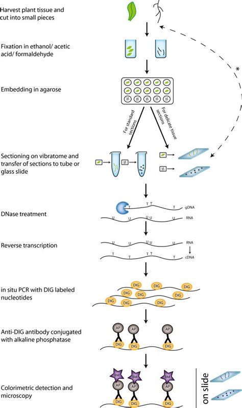 Schematic Representation Of The In Situ Pcr Pipeline Plant Tissue Is Download Scientific