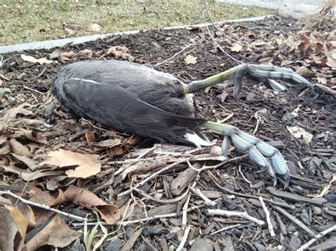 Local Artist Discovers Beheaded Bird Along Kelowna Shoreline