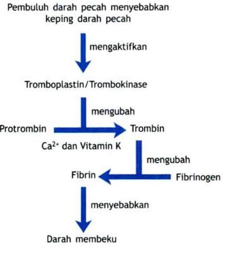 Skema Pembekuan Darah Pengertian Faktor Dan Proses Terjadinya