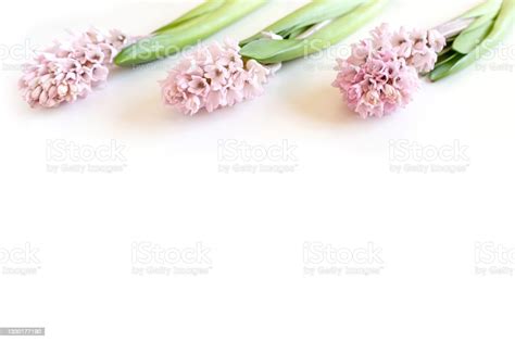 텍스트 복사 공간이 있는 흰색 배경에 히아신스 꽃 세 개 행복한 부활절 0명에 대한 스톡 사진 및 기타 이미지 0명 4월