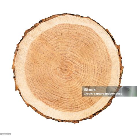 반지와 부드러운 질감으로 분리된 나무 나무 섹션 슬라이스 소나무 목재에 대한 스톡 사진 및 기타 이미지 소나무 목재 십자형 0명 Istock